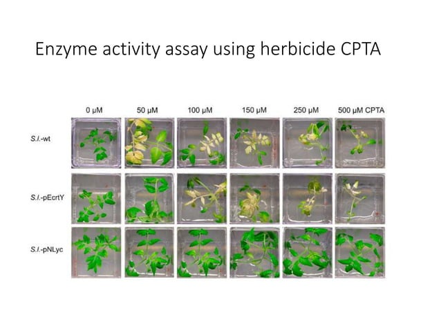 Transplastomics in Vegetable Crops.pptx | Gardening | Home & Garden