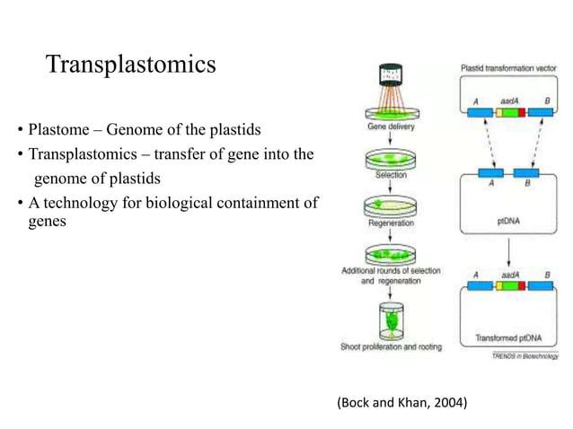 Transplastomics in Vegetable Crops.pptx | Gardening | Home & Garden