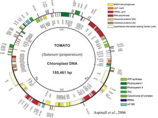 Transplastomics in Vegetable Crops.pptx