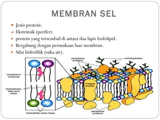 XIA Bab 1 Sel - Transpor Melalui Membran | PPT