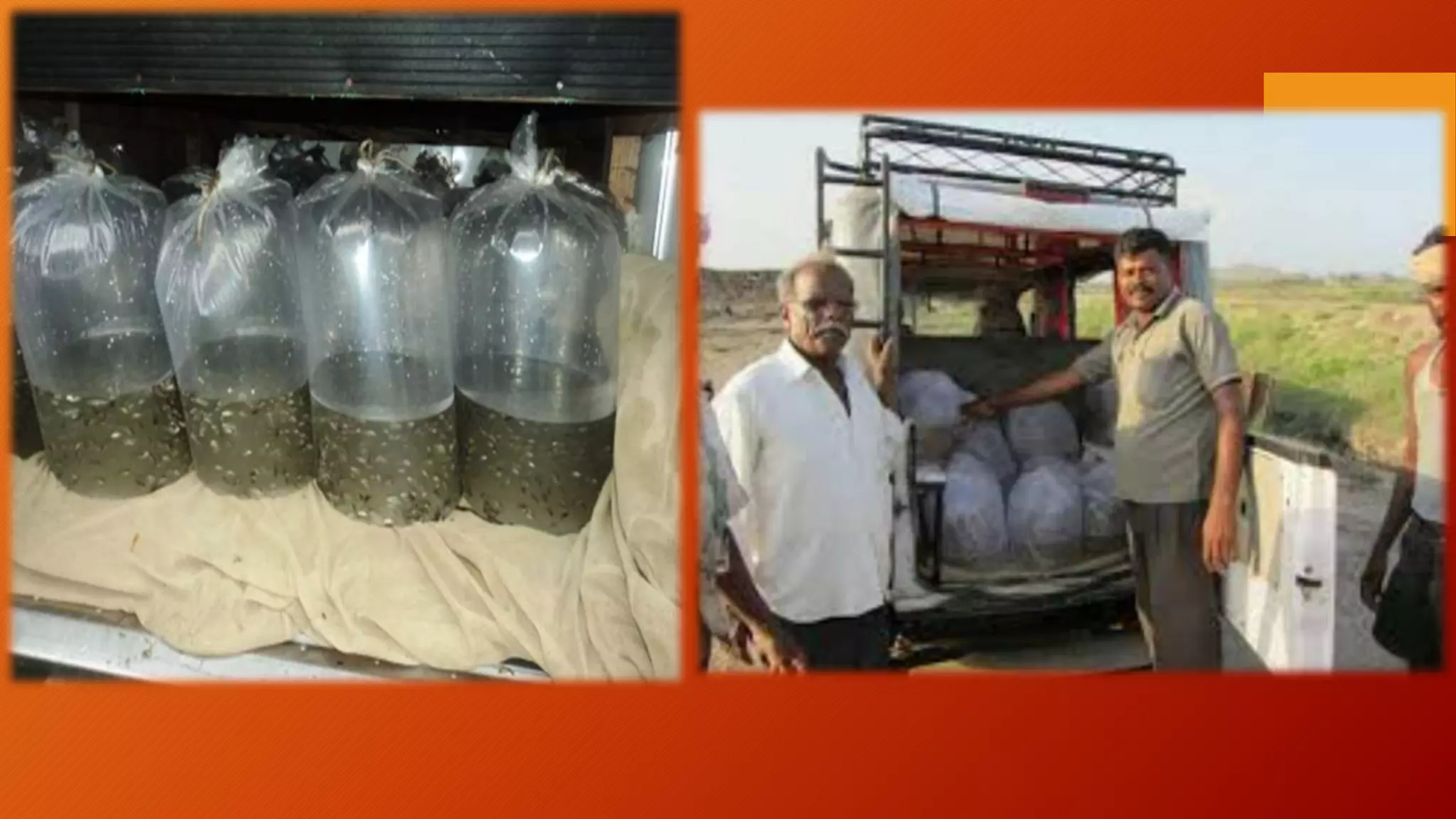 Transporation of fish seed | PPTX | Fish and Aquariums | Pets