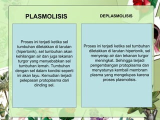 Review Materi Transpor materi dan energi | PPT