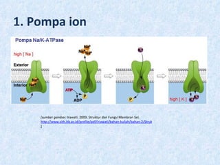 Transpor membran | PPT
