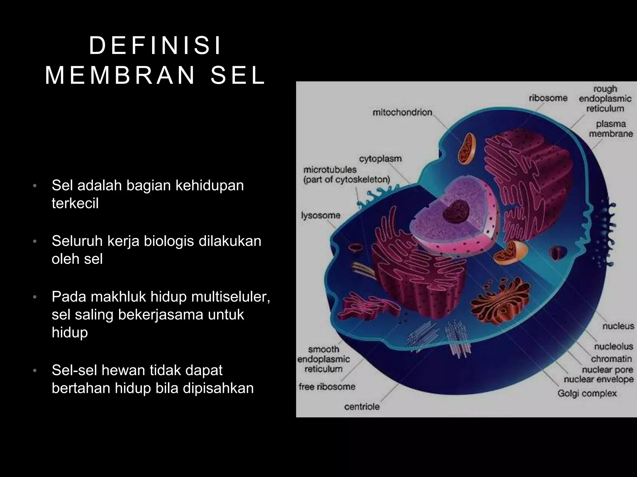 Transpor membran & reproduksi sel | PPTX