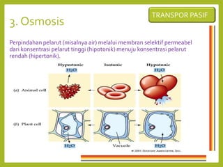 Transpor membran sel | PPTX
