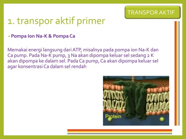 Transpor membran sel | PPTX