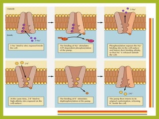 Transpor membran sel | PPTX