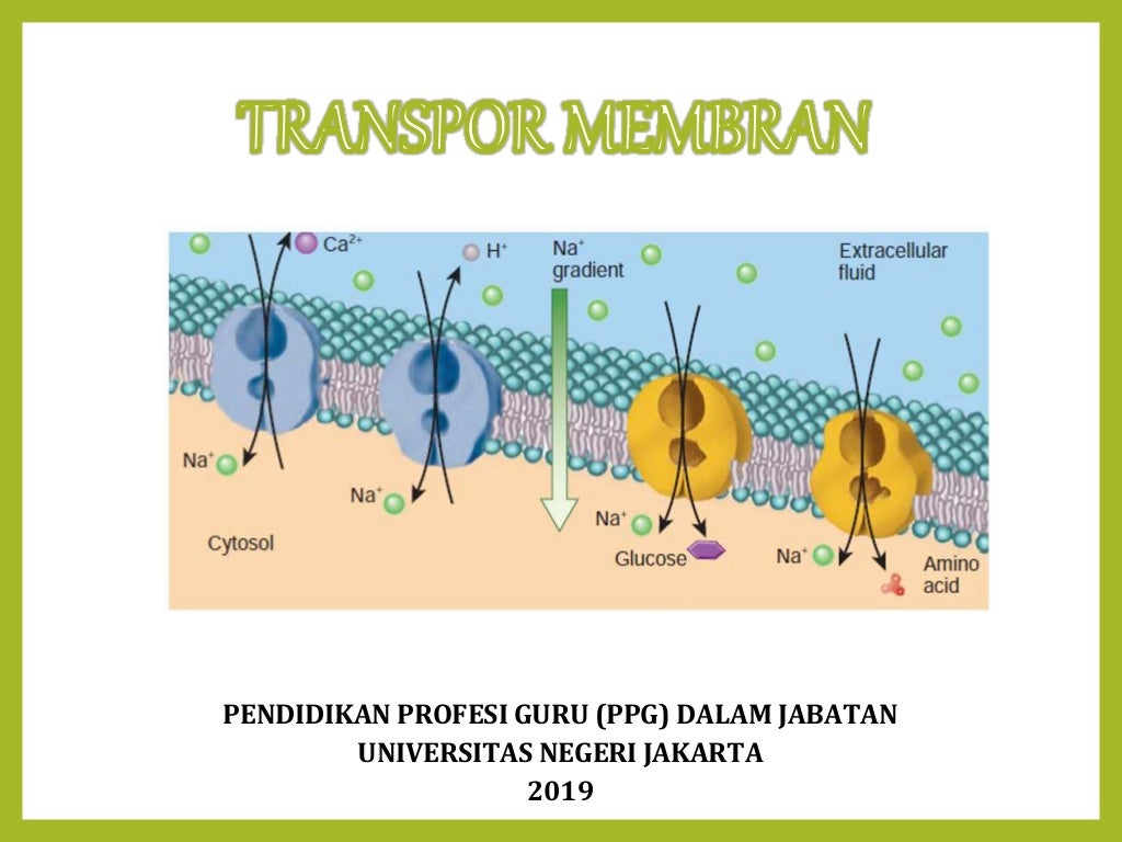 Transpor membran sel