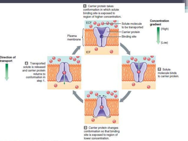Transport of substances across Cell membrane | PPT