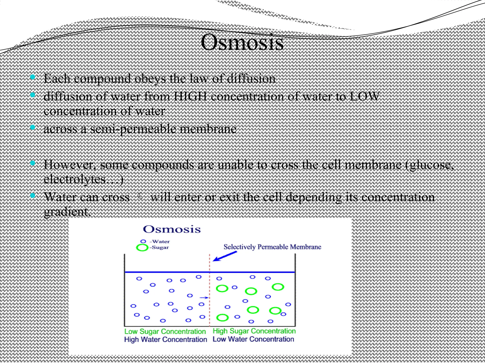 physiology of Transport mechanisms across cell membrane.ppt