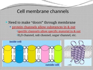 physiology of Transport mechanisms across cell membrane.ppt
