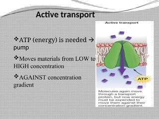physiology of Transport mechanisms across cell membrane.ppt