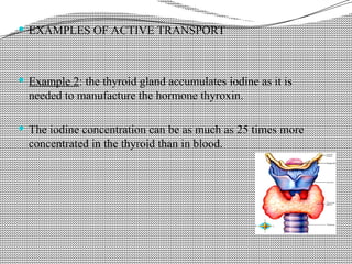 physiology of Transport mechanisms across cell membrane.ppt