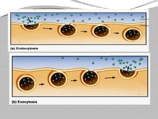 physiology of Transport mechanisms across cell membrane.ppt