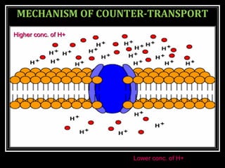 Transport cell membrane | PPT