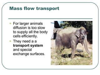 Transport In Animals | PPT