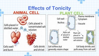 TRANSPORT-MECHANISMS-FOR-STUDENTS (1).pptx