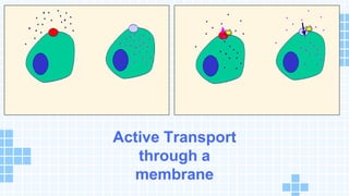TRANSPORT-MECHANISMS-FOR-STUDENTS (1).pptx
