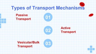 TRANSPORT-MECHANISMS-FOR-STUDENTS (1).pptx