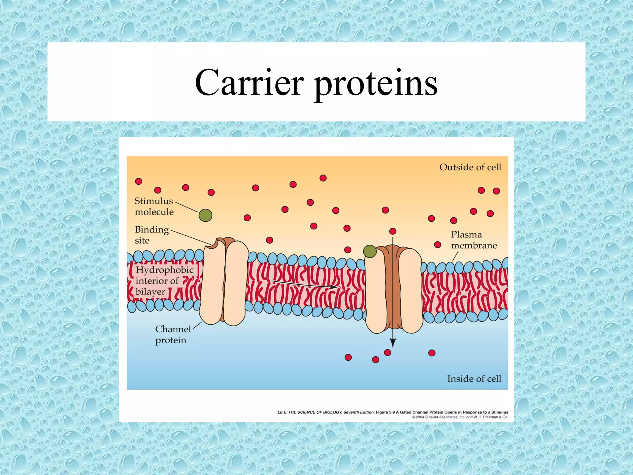 transport across cell membranes | PPT