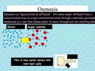 transport across cell membranes | PPT