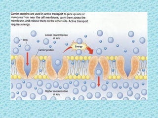 transport across cell membranes | PPT