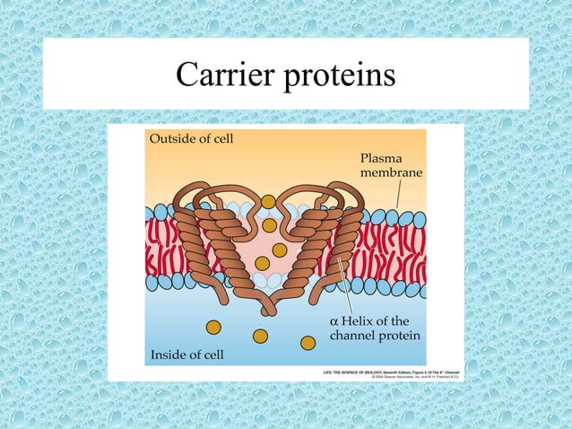 transport across cell membranes | PPT