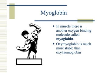 Transport Of Oxygen 2 | PPT | Lung and Respiratory Health | Diseases ...