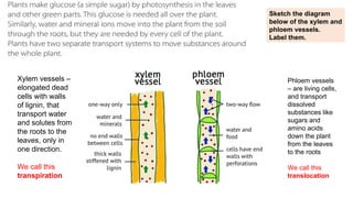 Transport-systems-in-plants-C19.227016621.ppt