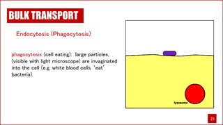 Transport Across Membranes | PPTX