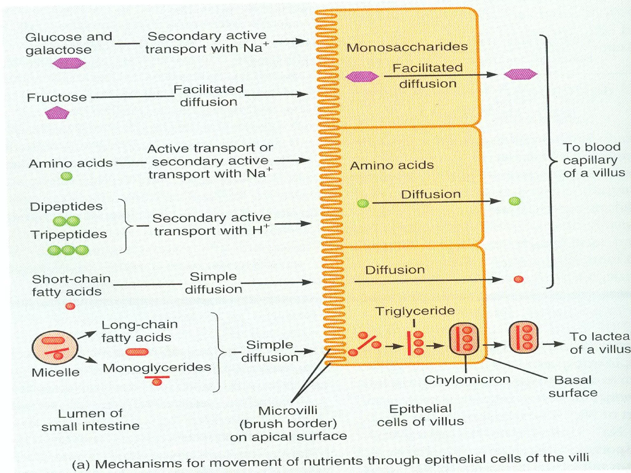 TRANSPORT ACROSS CELL MEMBRANE | PPT