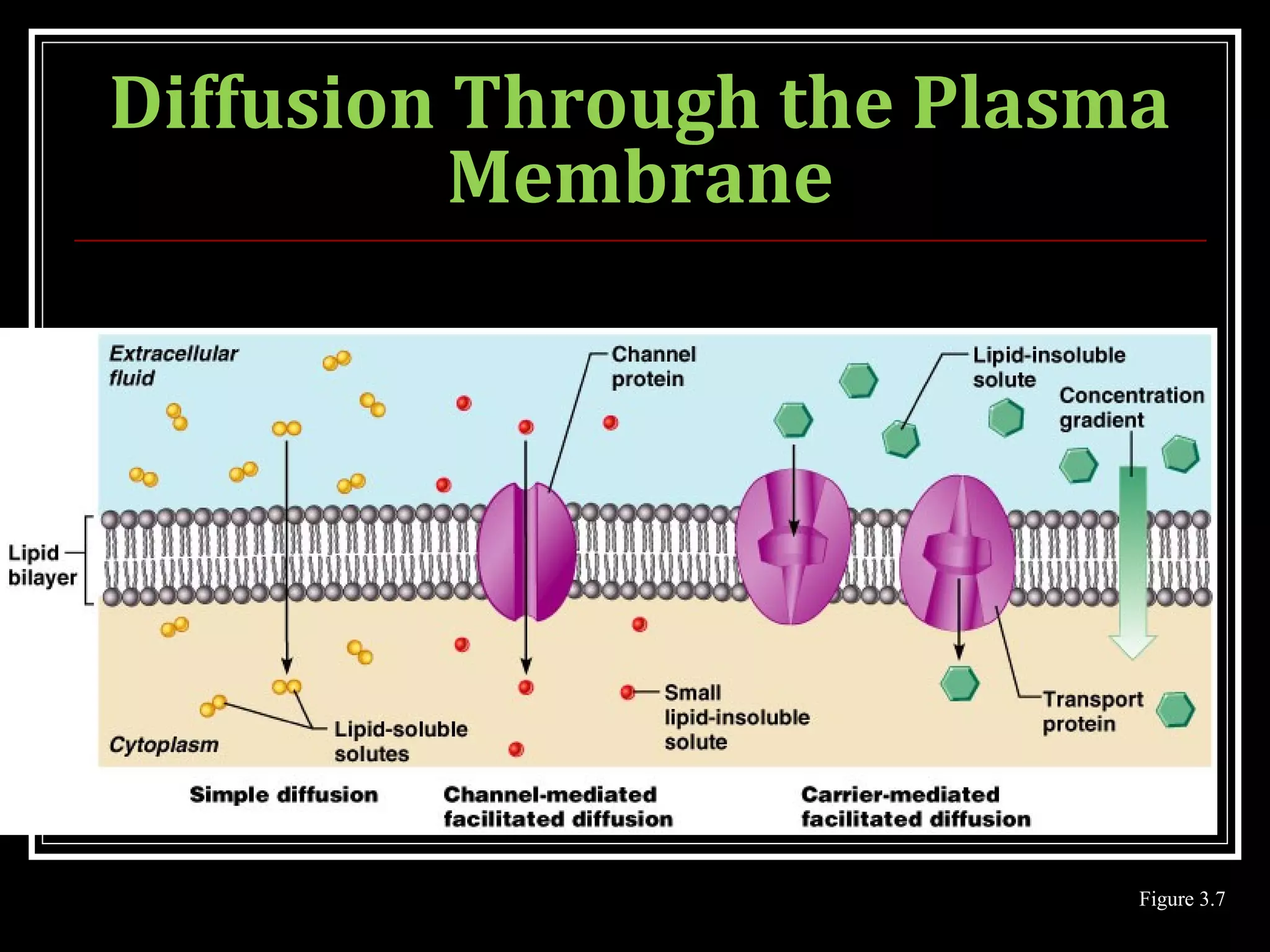 TRANSPORT ACROSS CELL MEMBRANE | PPT