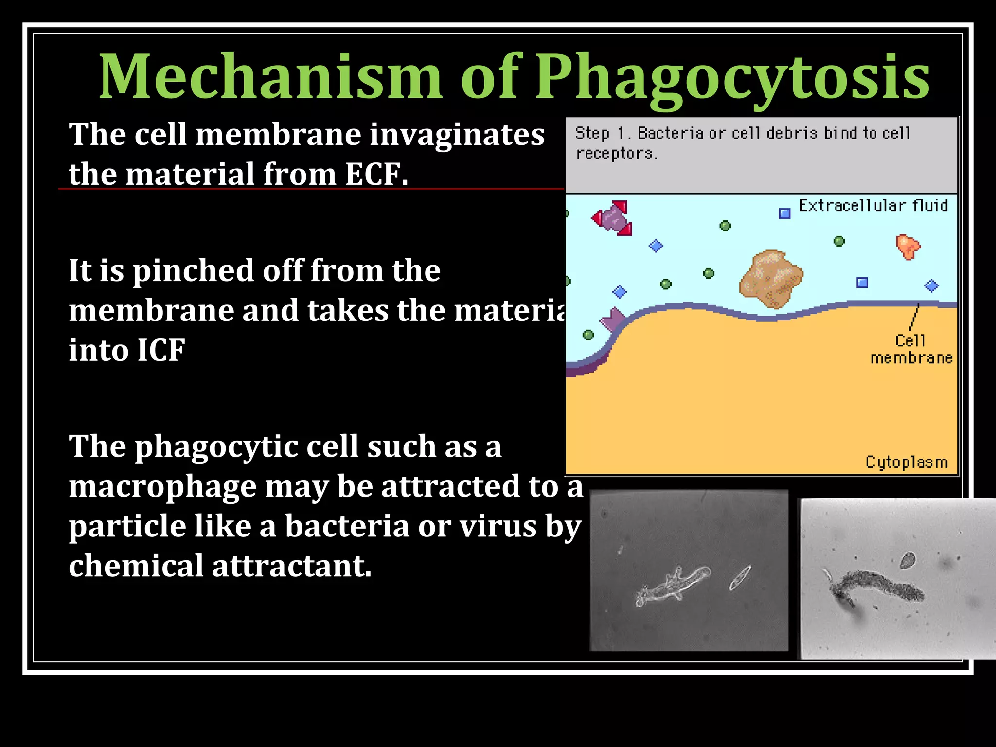 TRANSPORT ACROSS CELL MEMBRANE | PPT