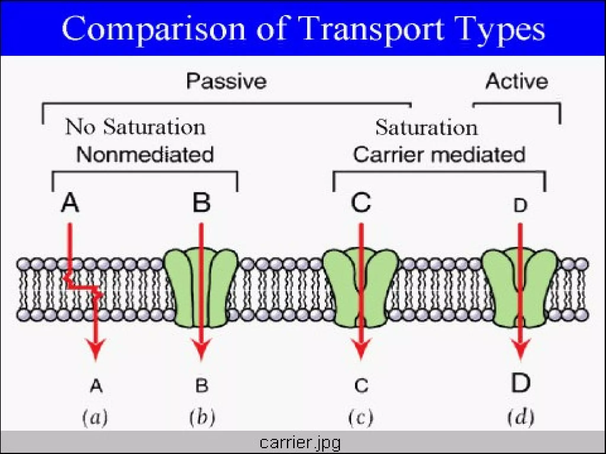 TRANSPORT ACROSS CELL MEMBRANE | PPT | Chemistry | Science