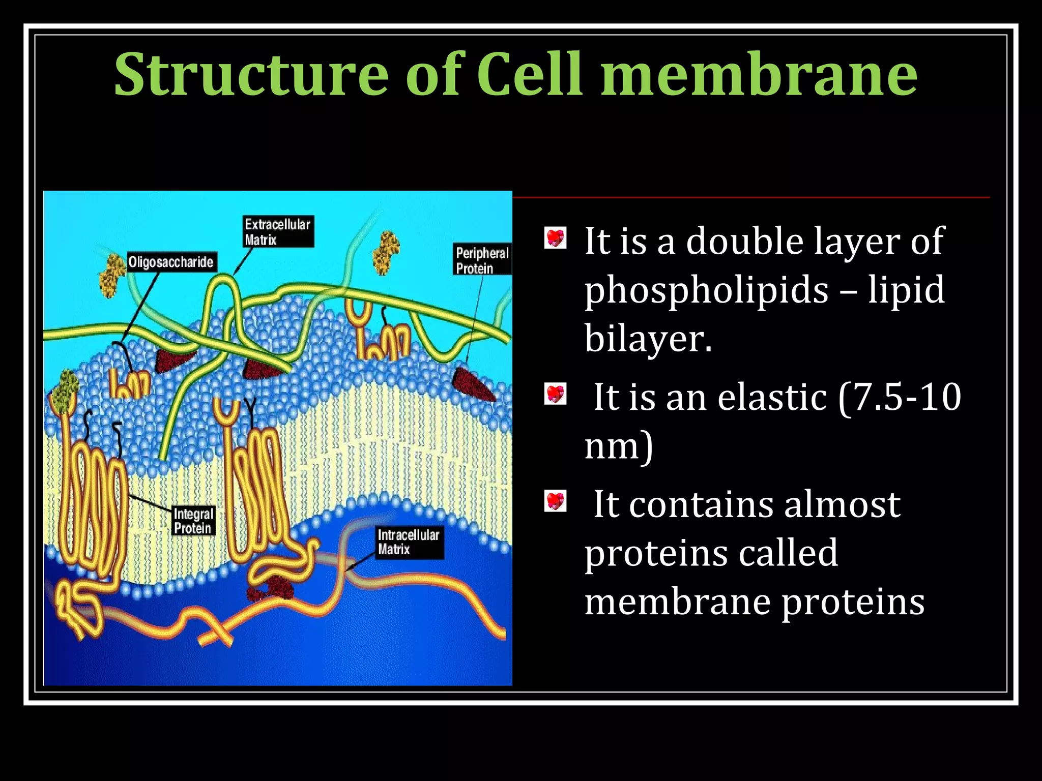 TRANSPORT ACROSS CELL MEMBRANE | PPT