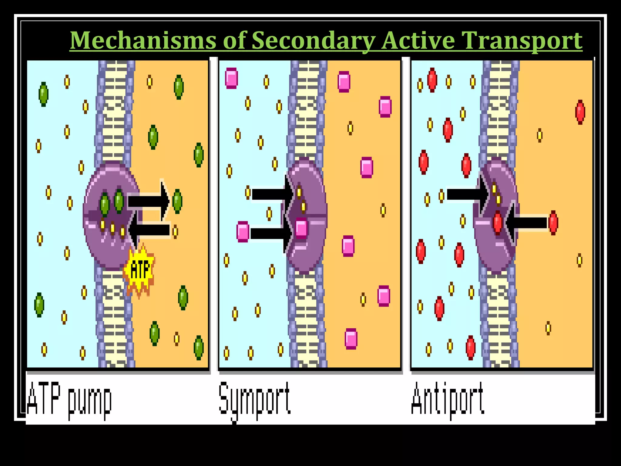 TRANSPORT ACROSS CELL MEMBRANE | PPT