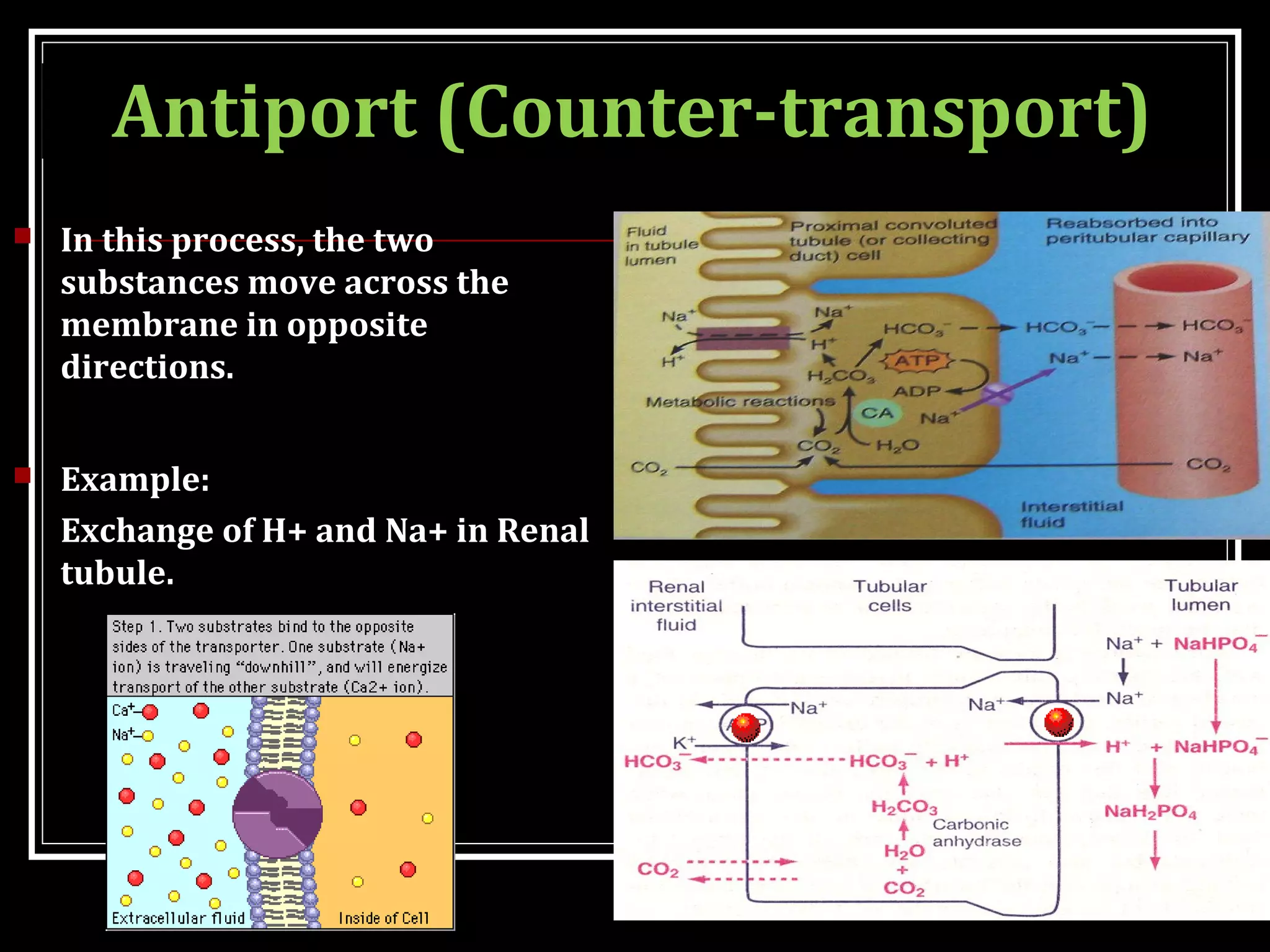 TRANSPORT ACROSS CELL MEMBRANE | PPT