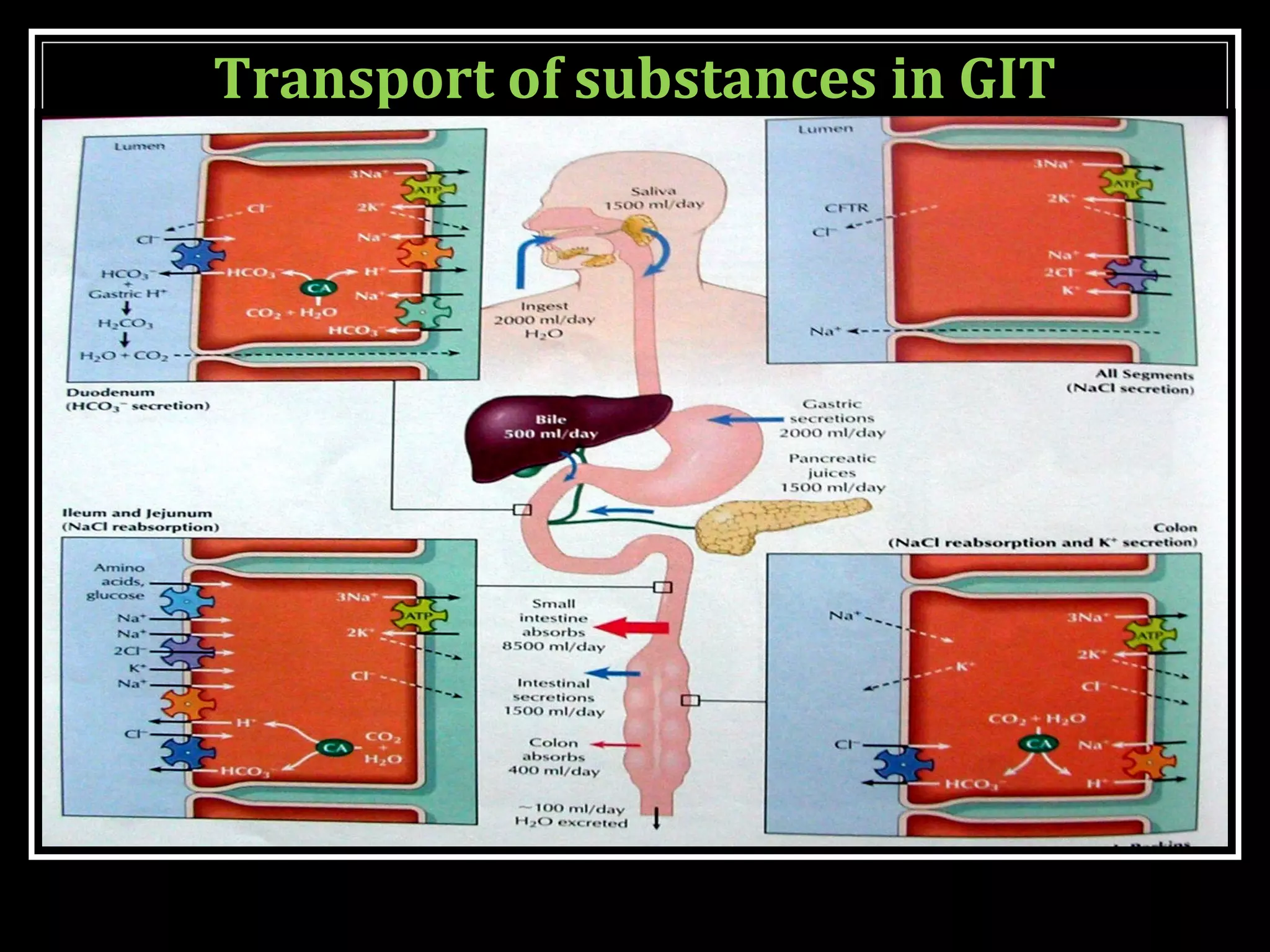 TRANSPORT ACROSS CELL MEMBRANE | PPT