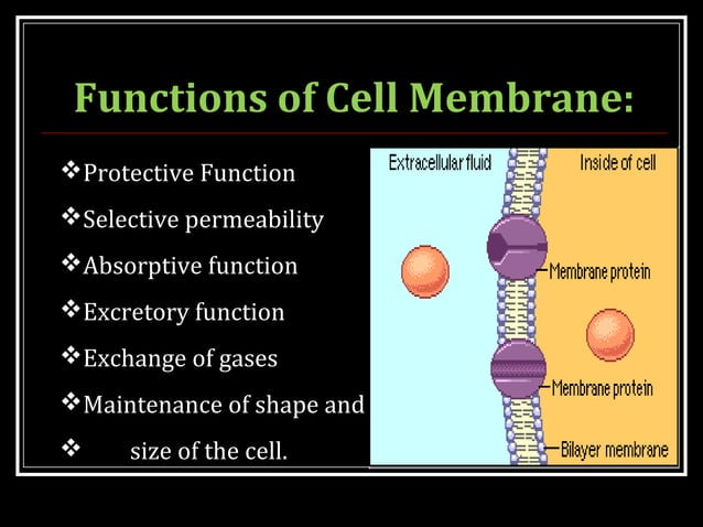 TRANSPORT ACROSS CELL MEMBRANE | PPT | Chemistry | Science