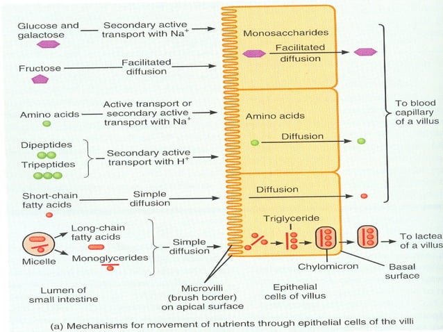 TRANSPORT ACROSS CELL MEMBRANE | PPT | Chemistry | Science