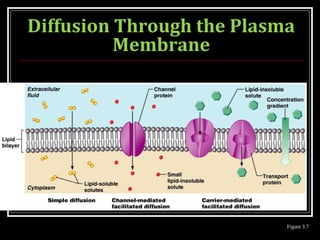 TRANSPORT ACROSS CELL MEMBRANE | PPT