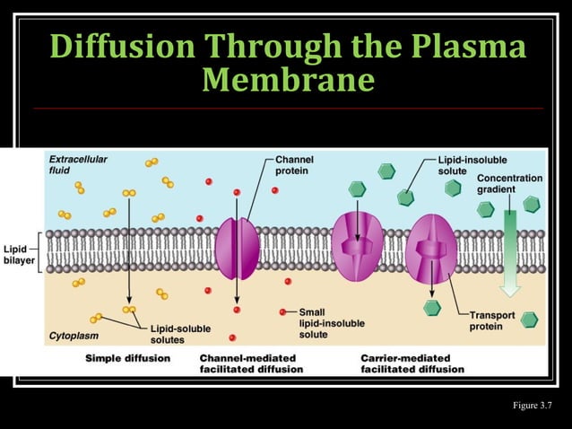 TRANSPORT ACROSS CELL MEMBRANE | PPT | Chemistry | Science