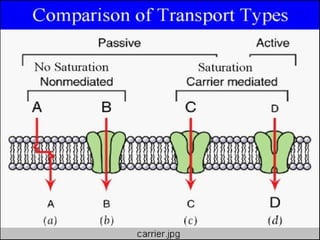 TRANSPORT ACROSS CELL MEMBRANE | PPT