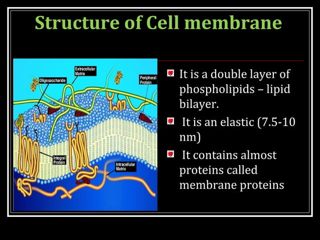 TRANSPORT ACROSS CELL MEMBRANE | PPT | Chemistry | Science