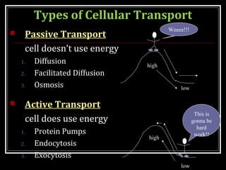 TRANSPORT ACROSS CELL MEMBRANE | PPT