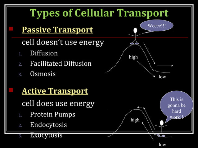 TRANSPORT ACROSS CELL MEMBRANE | PPT | Chemistry | Science