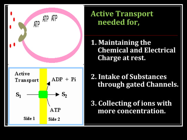 TRANSPORT ACROSS CELL MEMBRANE | PPT | Chemistry | Science