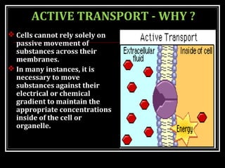 TRANSPORT ACROSS CELL MEMBRANE | PPT