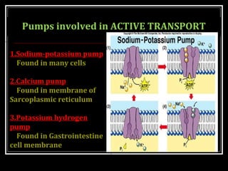 TRANSPORT ACROSS CELL MEMBRANE | PPT
