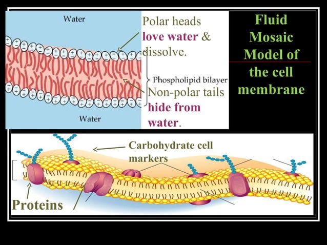 TRANSPORT ACROSS CELL MEMBRANE | PPT | Chemistry | Science
